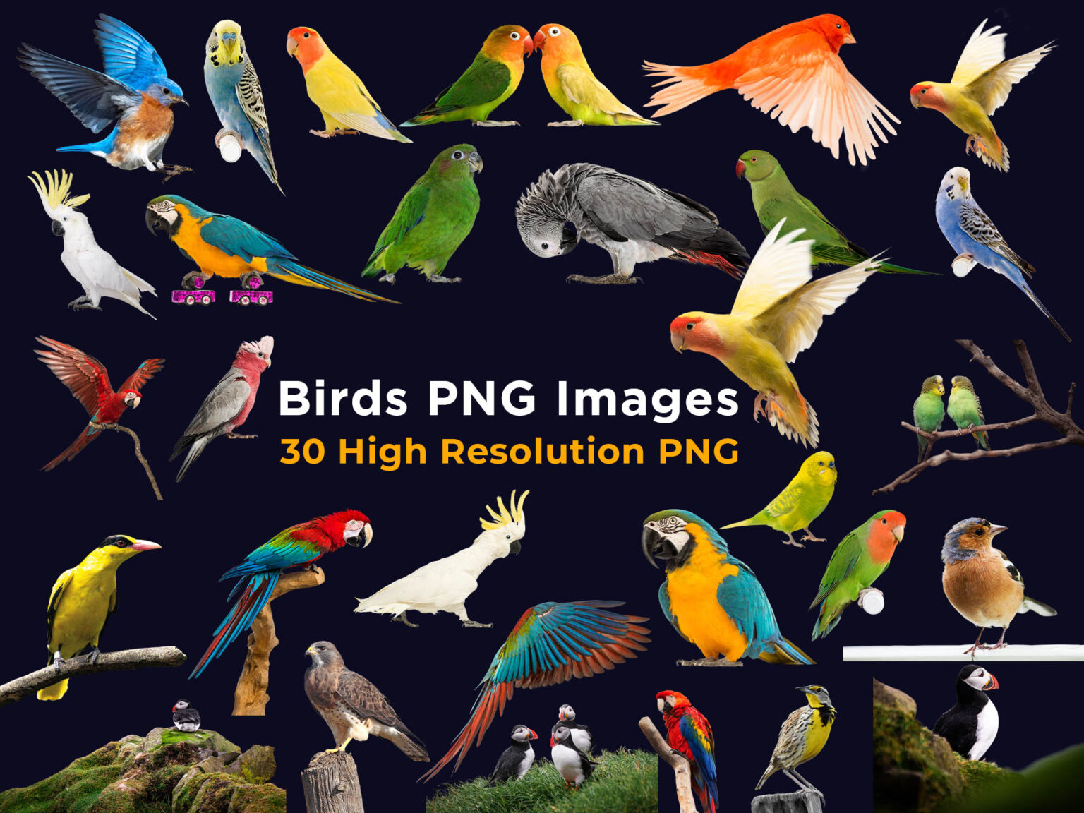 Birds PNG Images, Bird animals clipart, Birds overlay